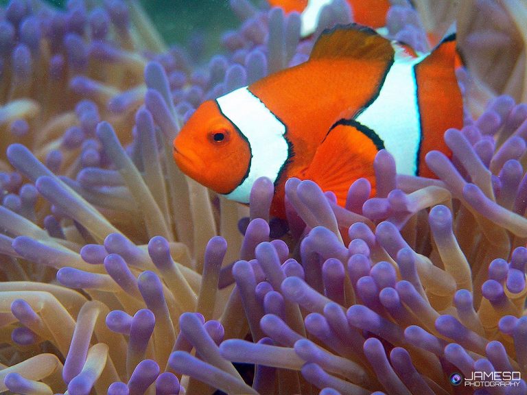 My Homepage - Travel Drink Dine